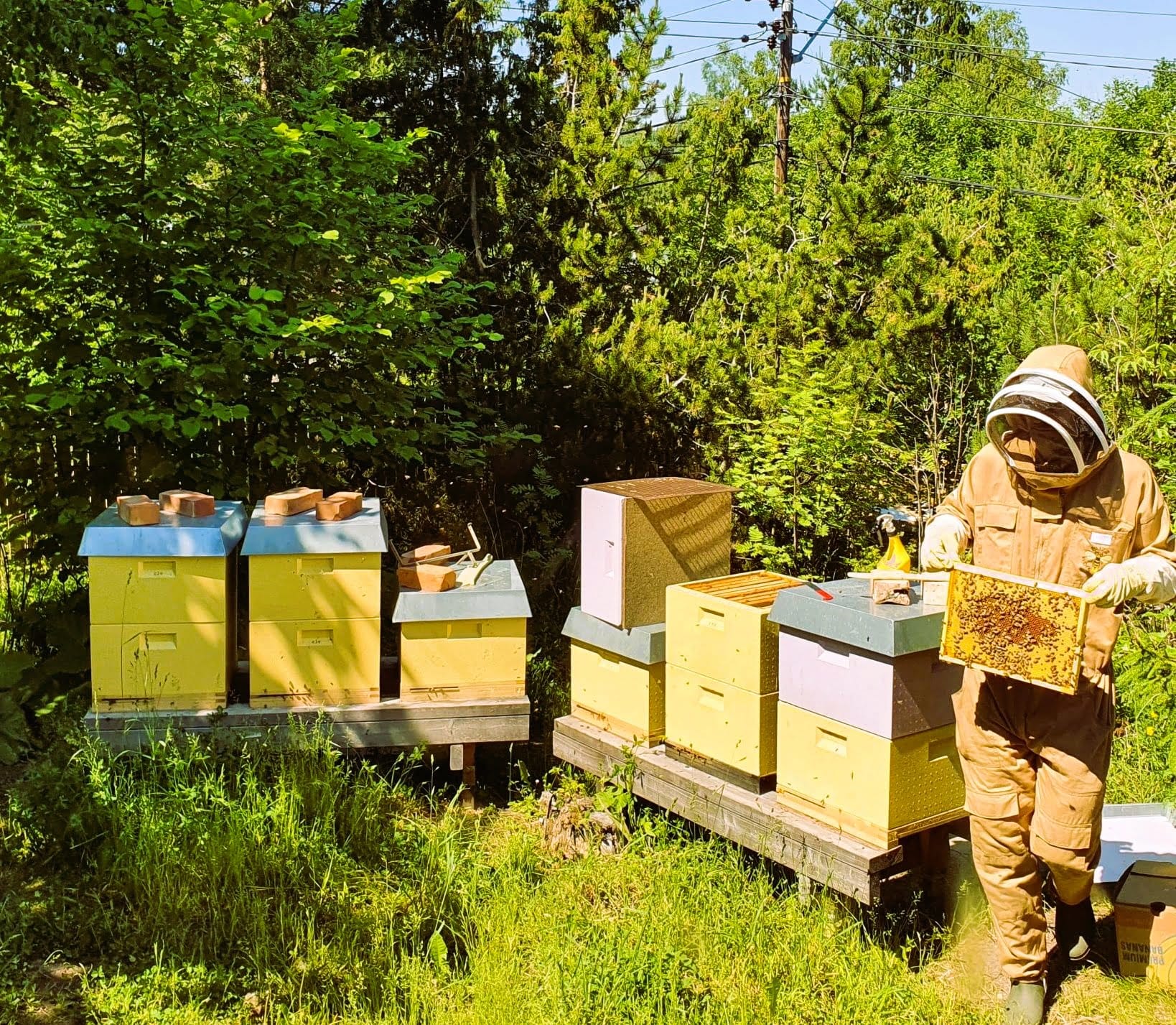 About NorwegianBeekeeper | Raw Honey from Wild Norwegian Nature